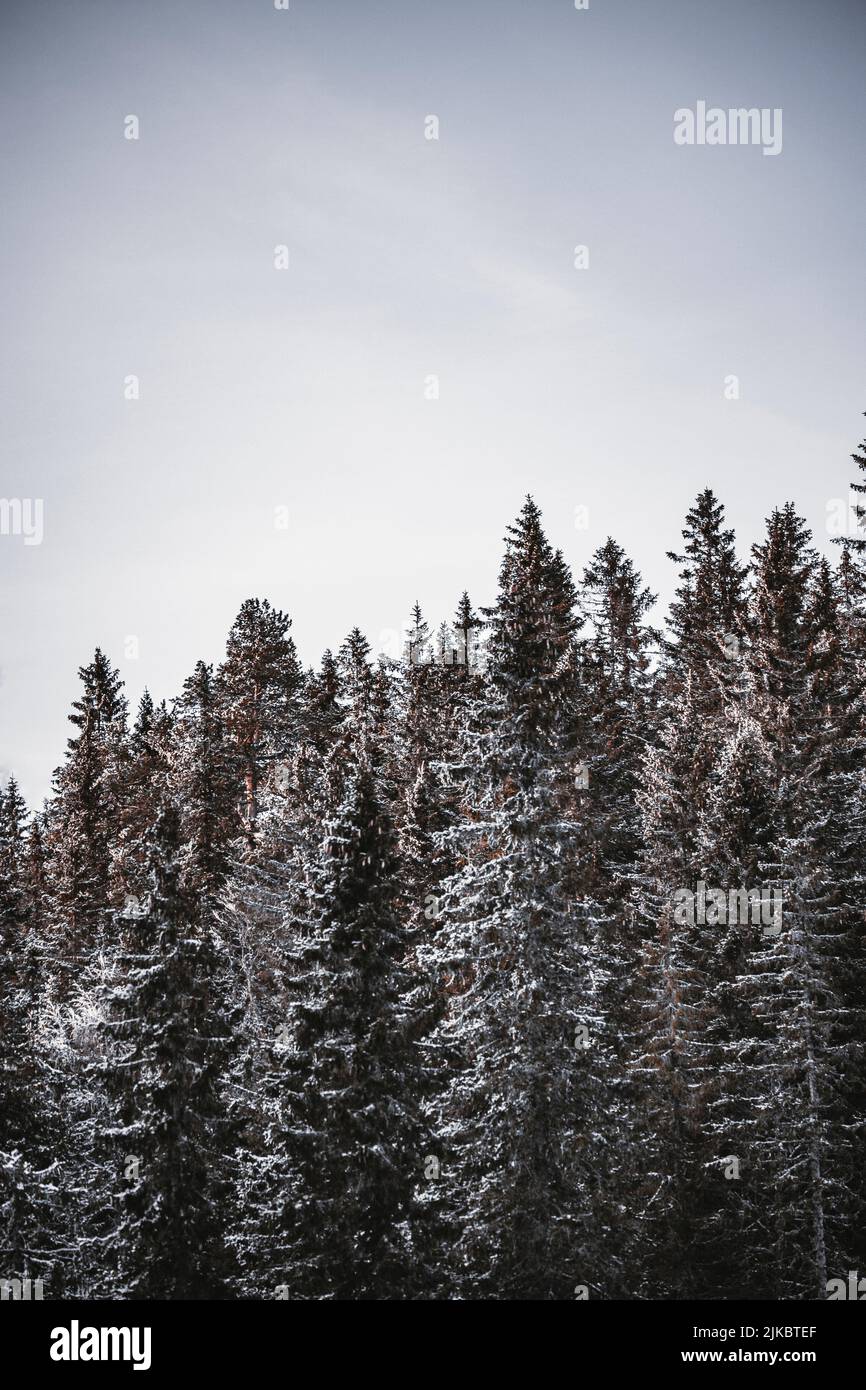 A beautiful landscape of fir trees in snow in Sweden Stock Photo - Alamy