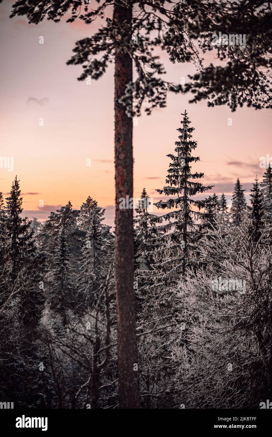 A beautiful landscape of fir trees in snow in Sweden Stock Photo - Alamy