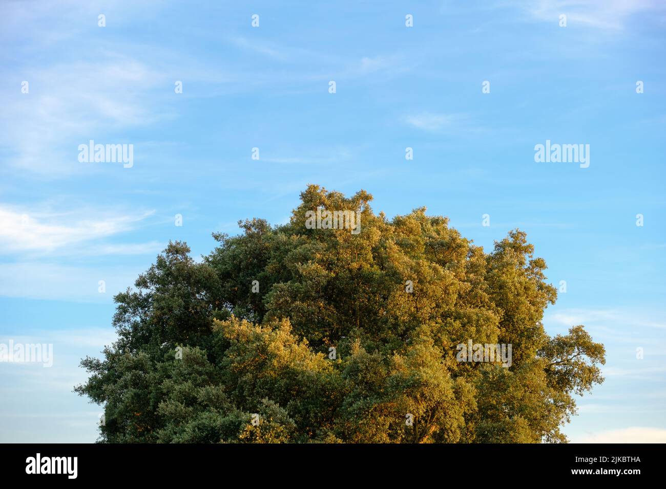 Croped isolated tree top during the sunrise /sunset light with the blue ...