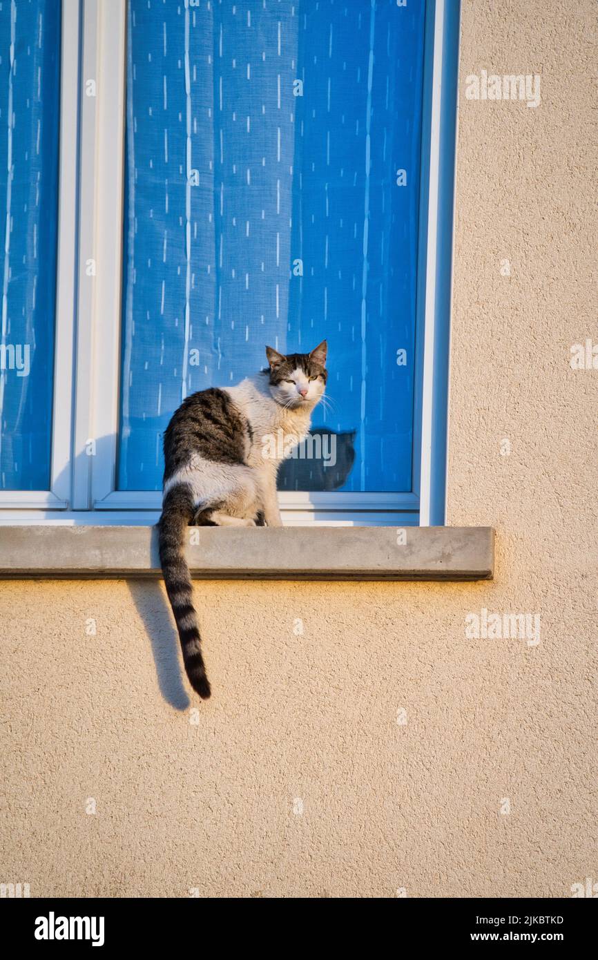 A cute cat on a windowsill Stock Photo - Alamy