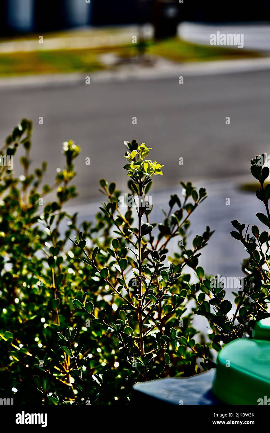 A vertical shot of Japanese holly plant in pot of a home garden ...