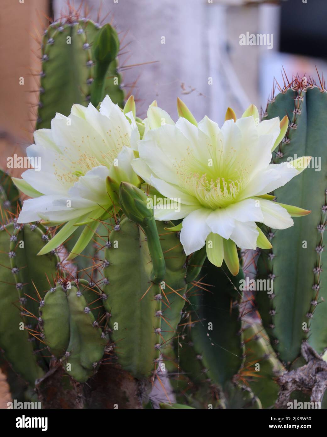 A vertical shot of a Peruvian apple cactus with white flowers in ...