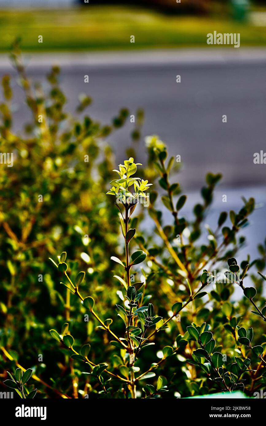 Japanese holly plant hi-res stock photography and images - Alamy