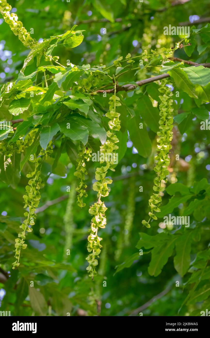 Close Up Of Seeds From An Elm Tree At Amsterdam The Netherlands 17-7 ...