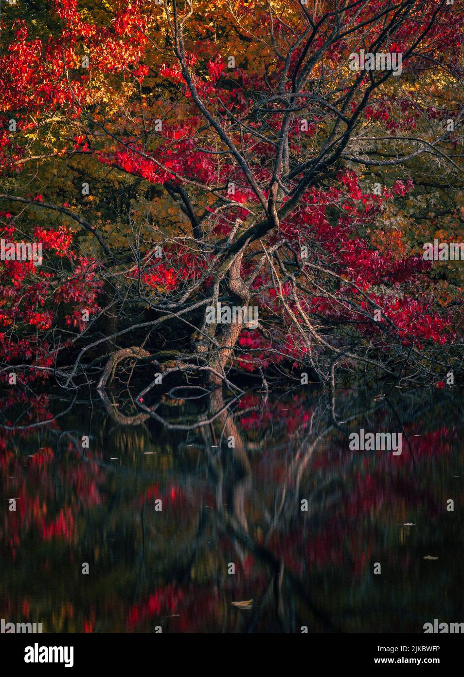 Tinted autumn leaves hi-res stock photography and images - Alamy