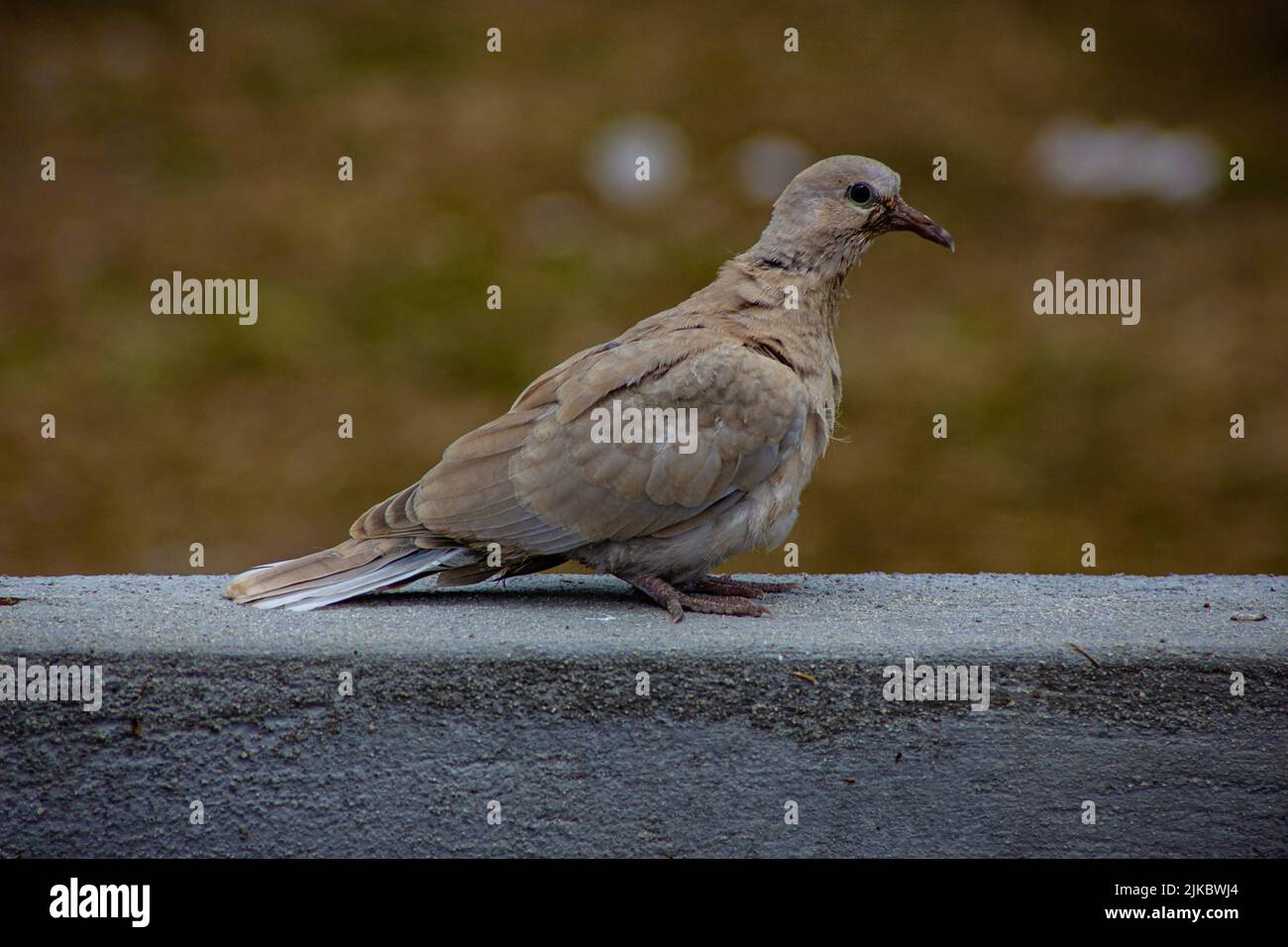 A closeup portrait of a cute Eurasian collared dove Stock Photo - Alamy