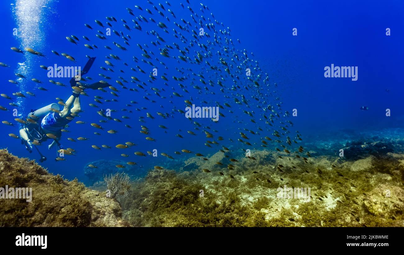 A diver surrounded by fishes and reefs Stock Photo - Alamy