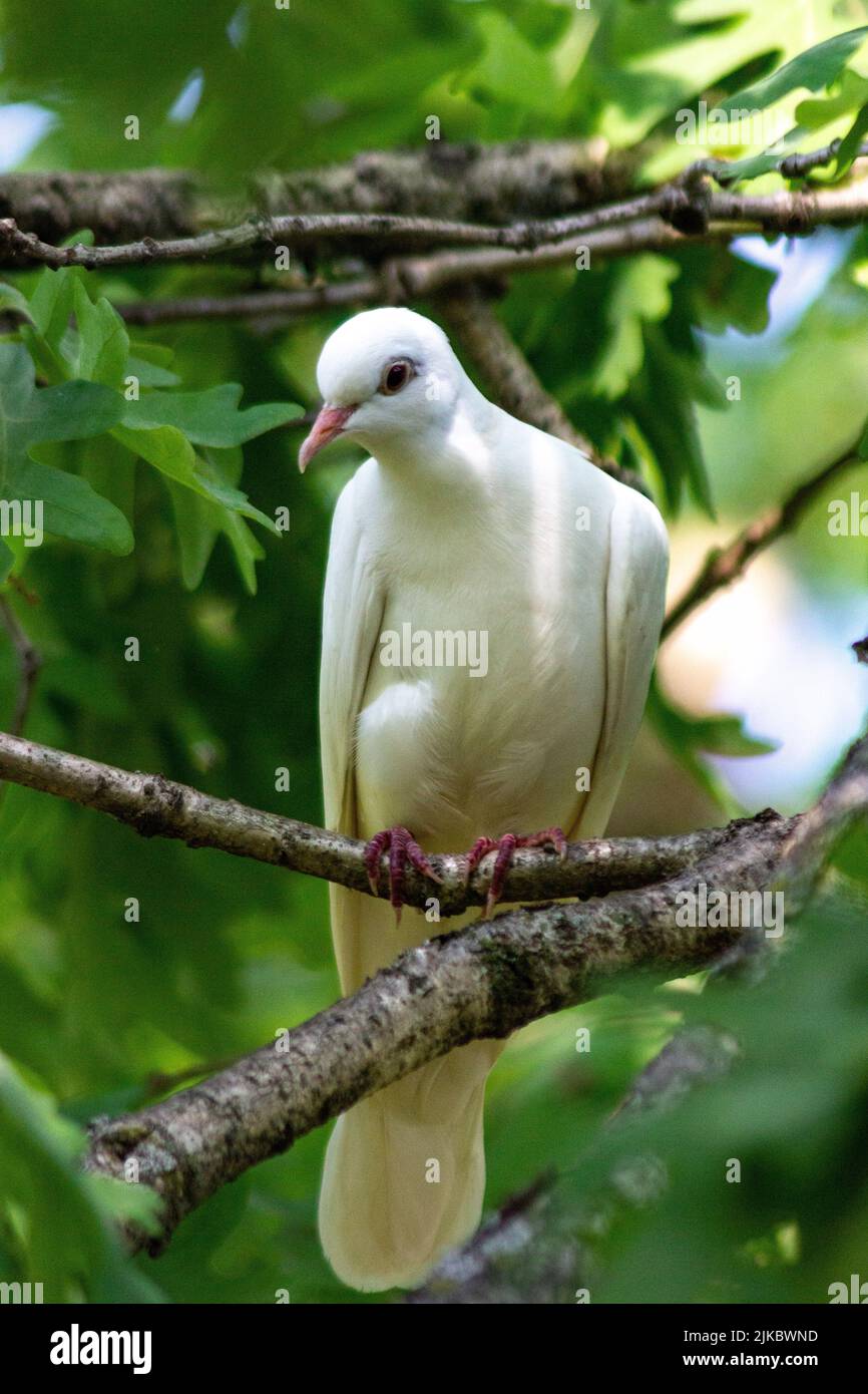 A vertical closeup shot of a white dove sitting on a branch Stock Photo ...