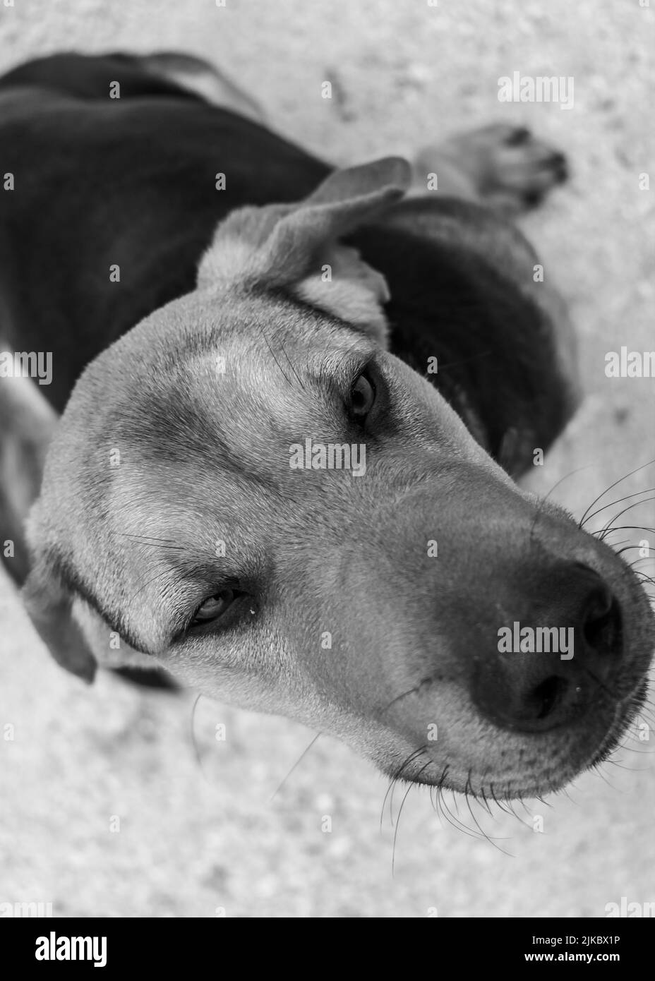 A vertical grayscale closeup of an adorable dog Stock Photo - Alamy