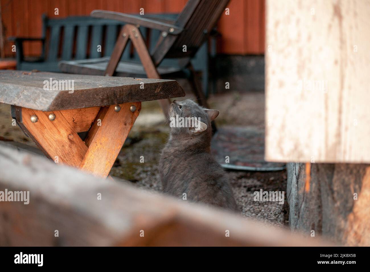 Cat under the table hi-res stock photography and images - Alamy