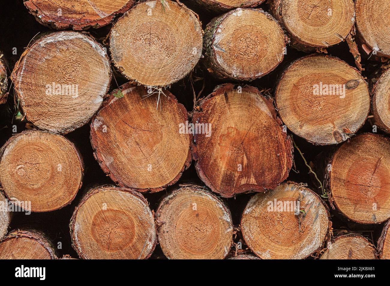 Sorted wood at harvest time. View of individual stacked logs. stacked ...