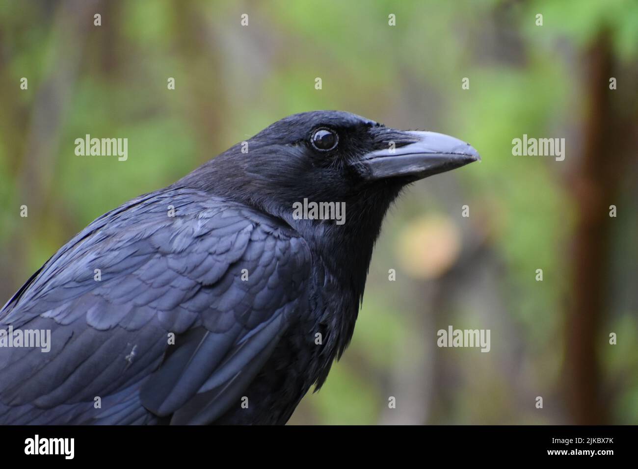 A crow at the feeder, Sainte-Apolline, Quebec, Canada Stock Photo - Alamy