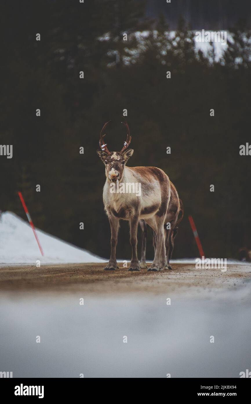A vertical shot of a reindeer (Rangifer tarandus), also known as the ...