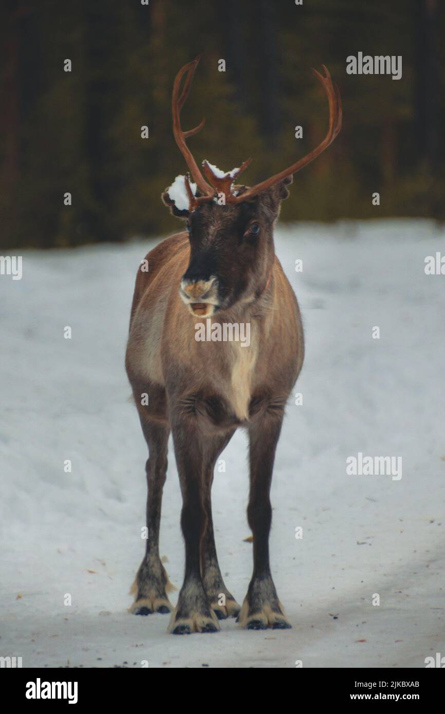 A vertical shot of a little reindeer (Rangifer tarandus), also known as ...