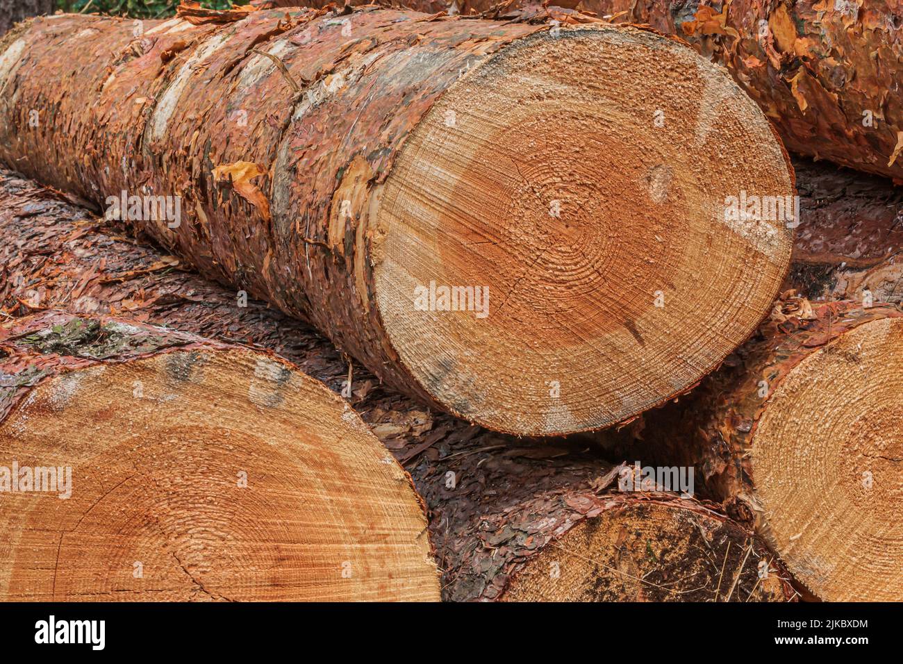 Cut red pine tree trunk hi-res stock photography and images - Alamy