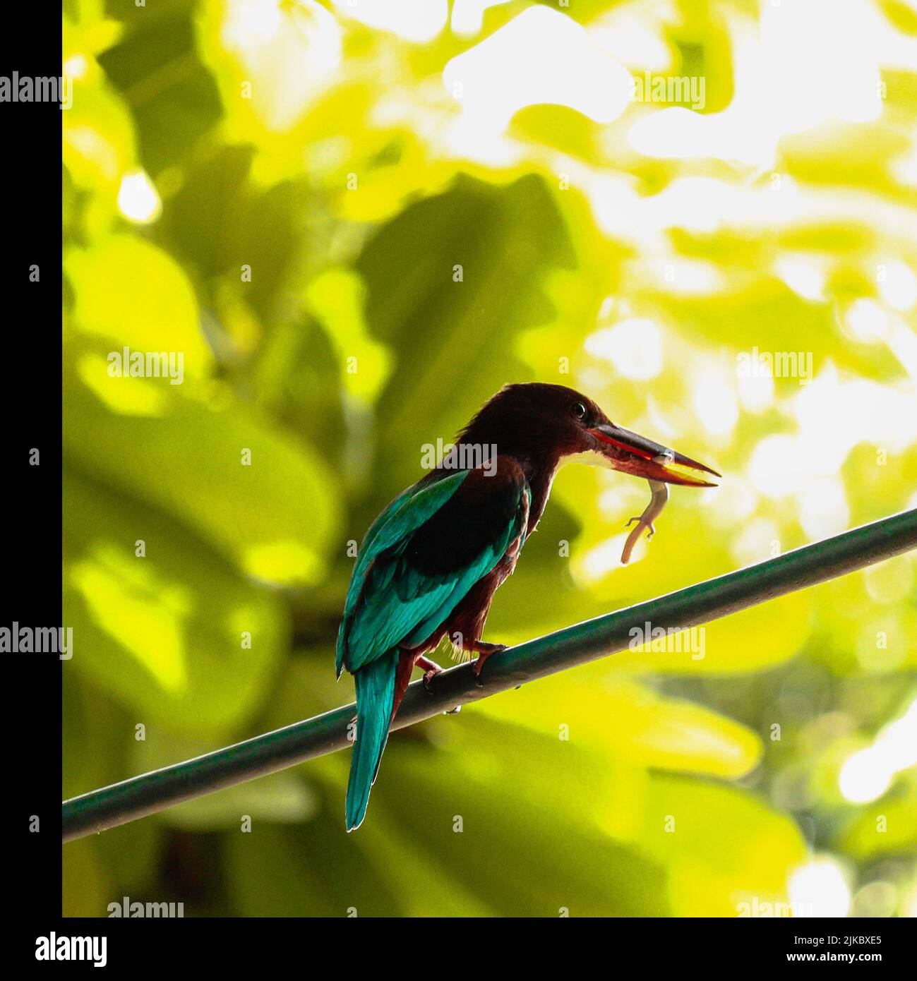 A closeup shot of a white-throated kingfisher with a worm in the beak ...