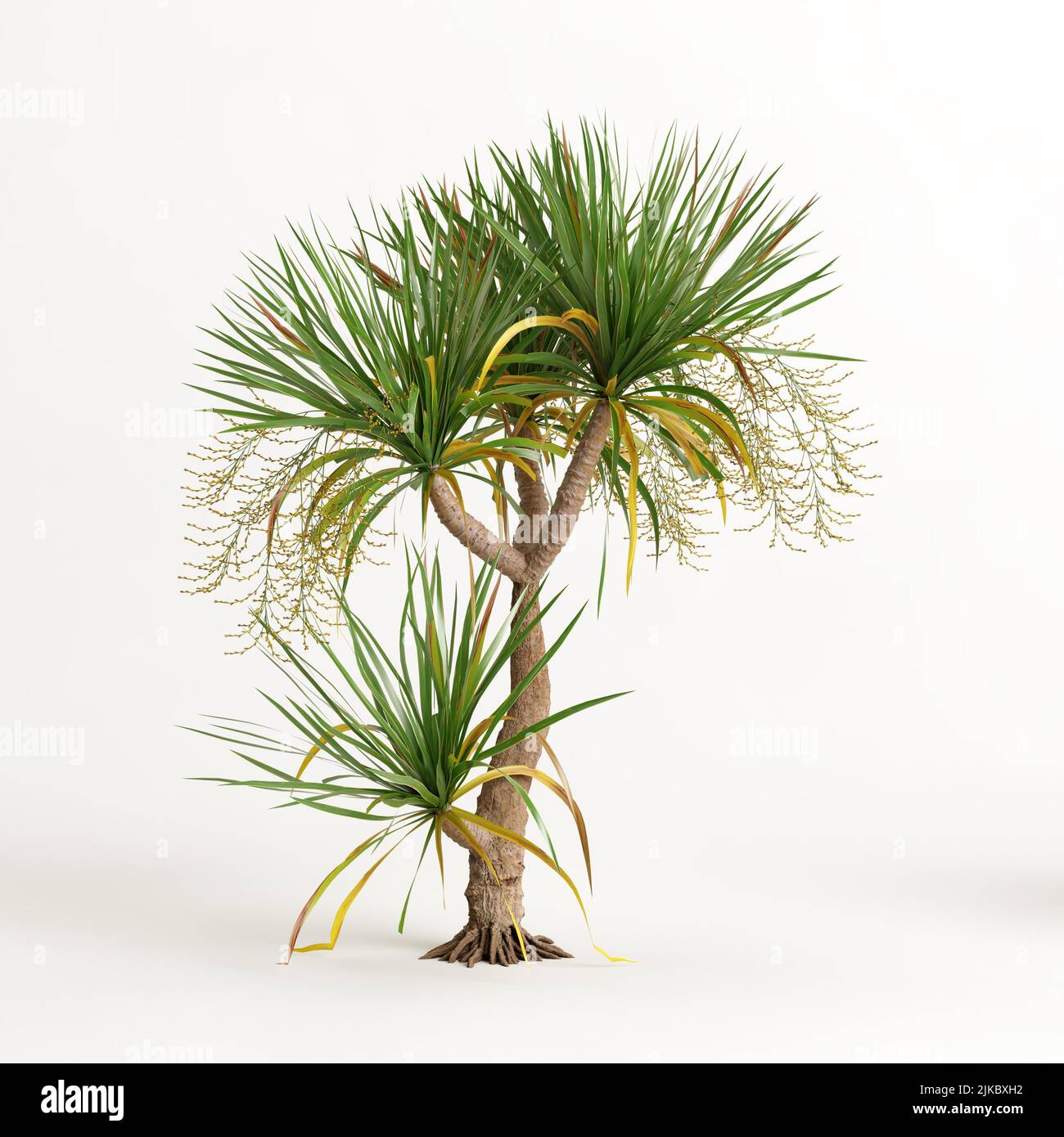 3d illustration of dracaena tree isolated on white background Stock ...