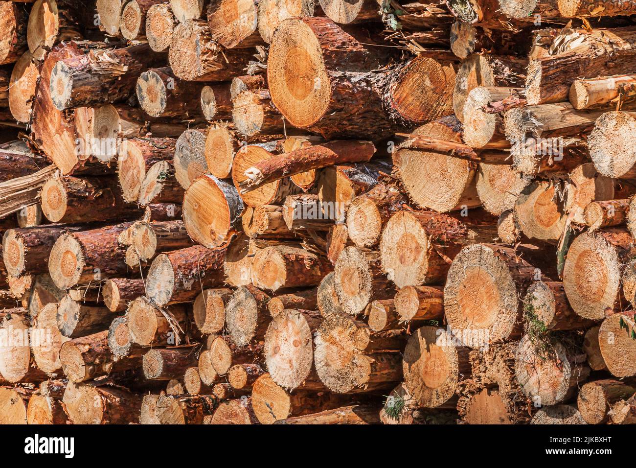 large pile of felled trees. Lateral view of several sawed logs in a ...