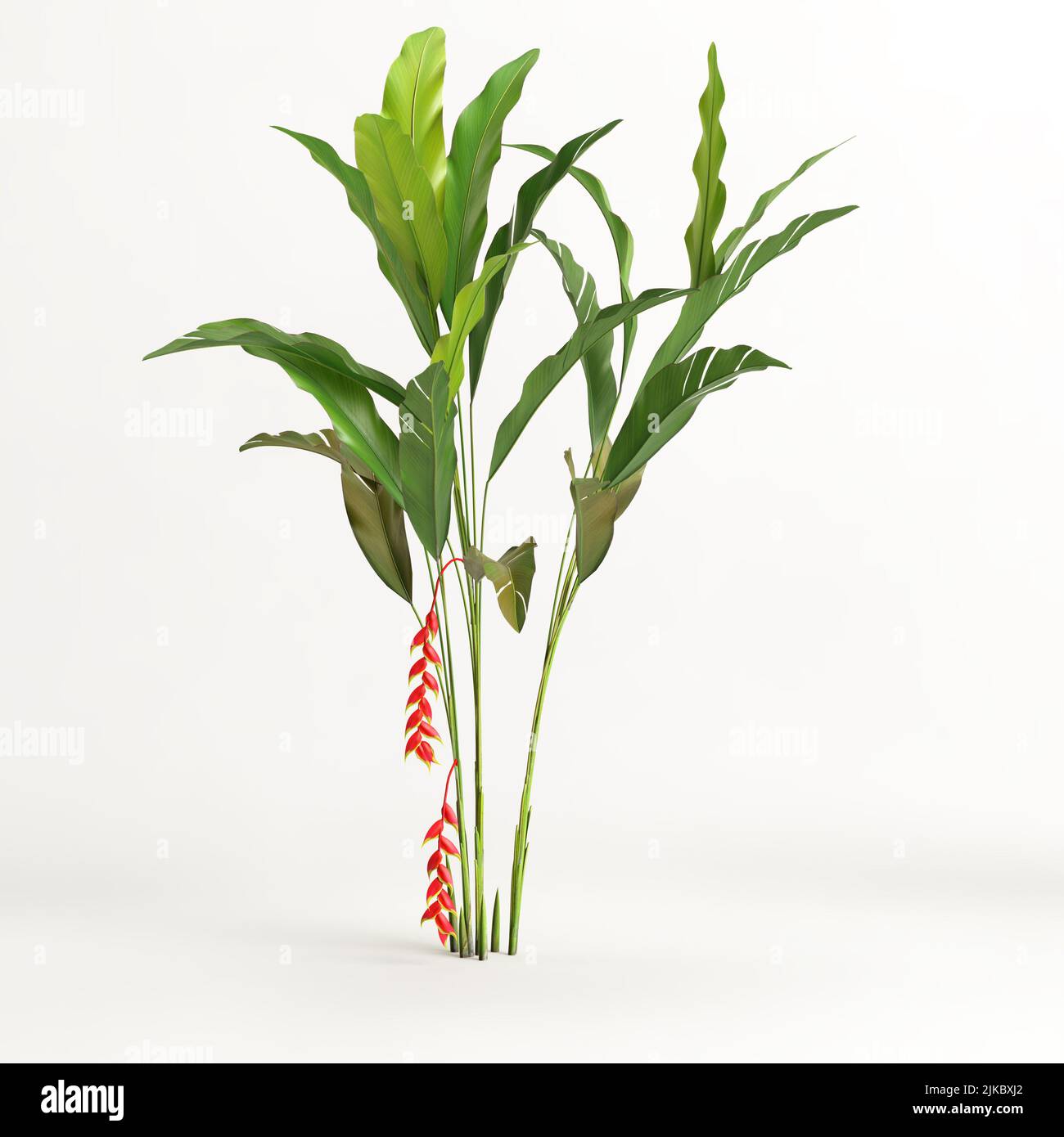 3d illustration of heliconia tree isolated on white background Stock ...