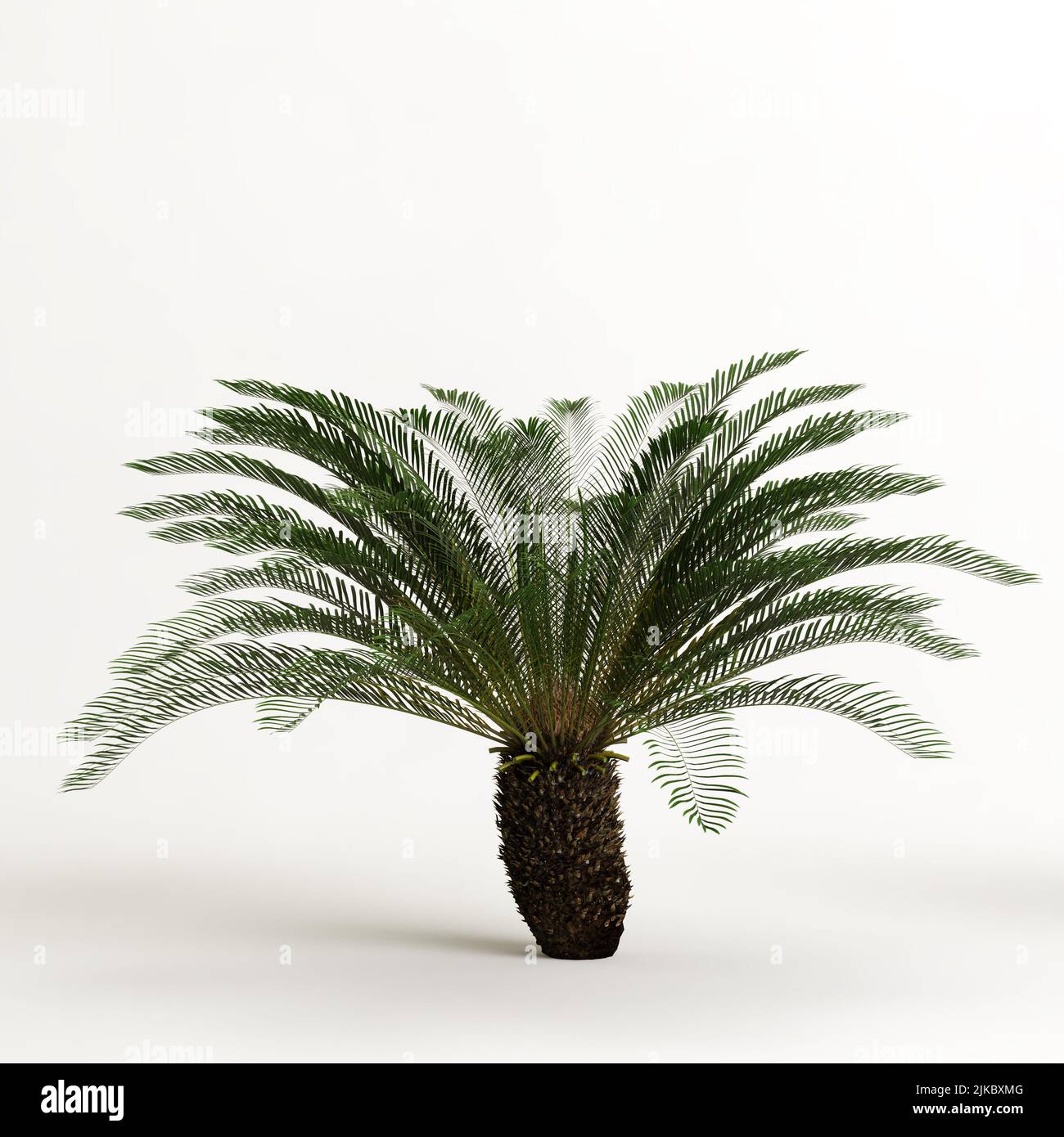 3d illustration of Cyathea tree isolated on white background Stock ...