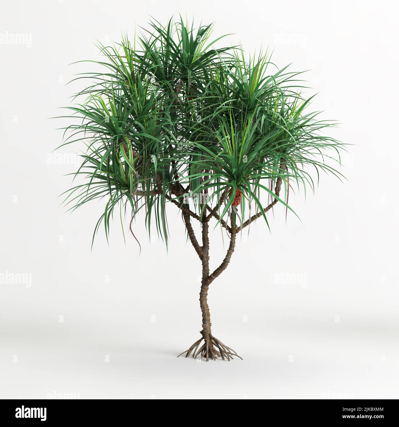 3d illustration of dracaena tree isolated on white background Stock ...