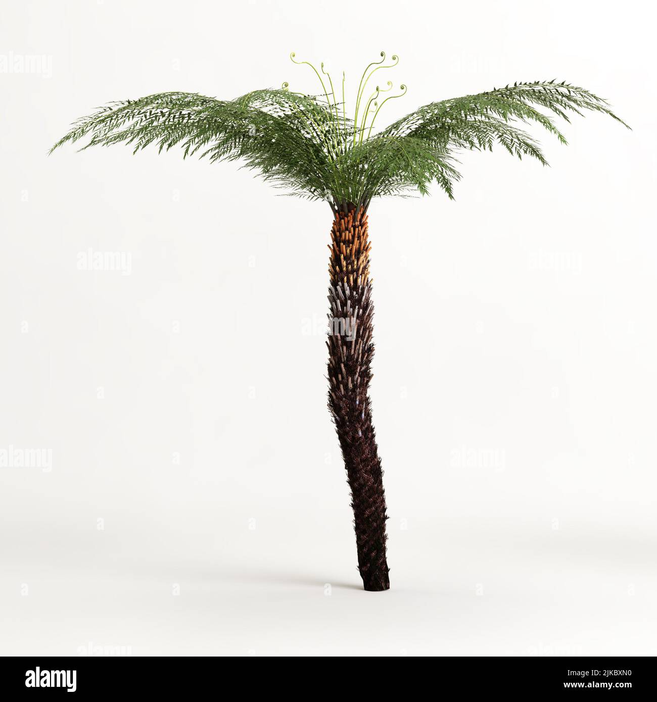 3d illustration of Cyathea tree isolated on white background Stock ...