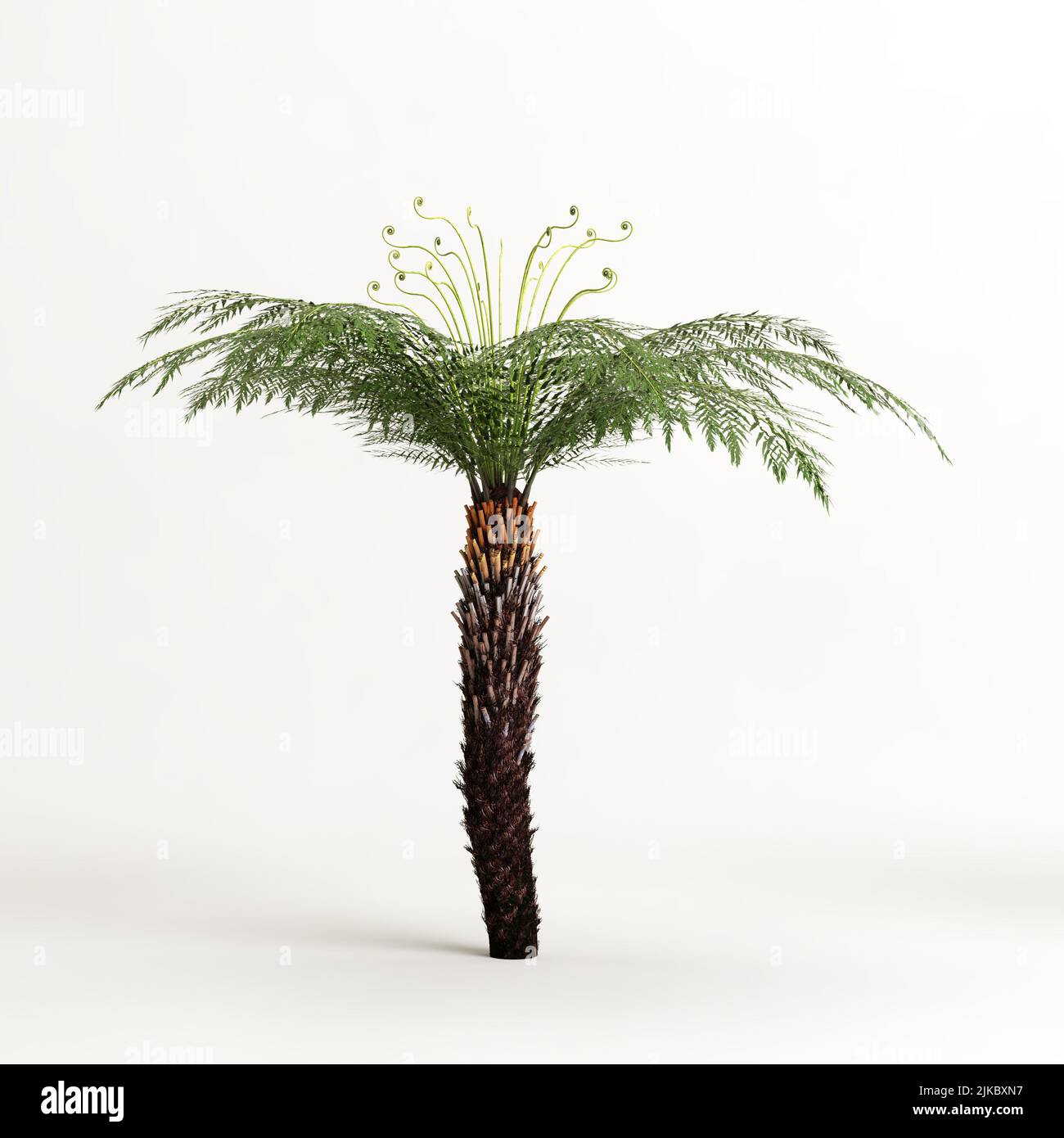 3d illustration of Cyathea tree isolated on white background Stock ...