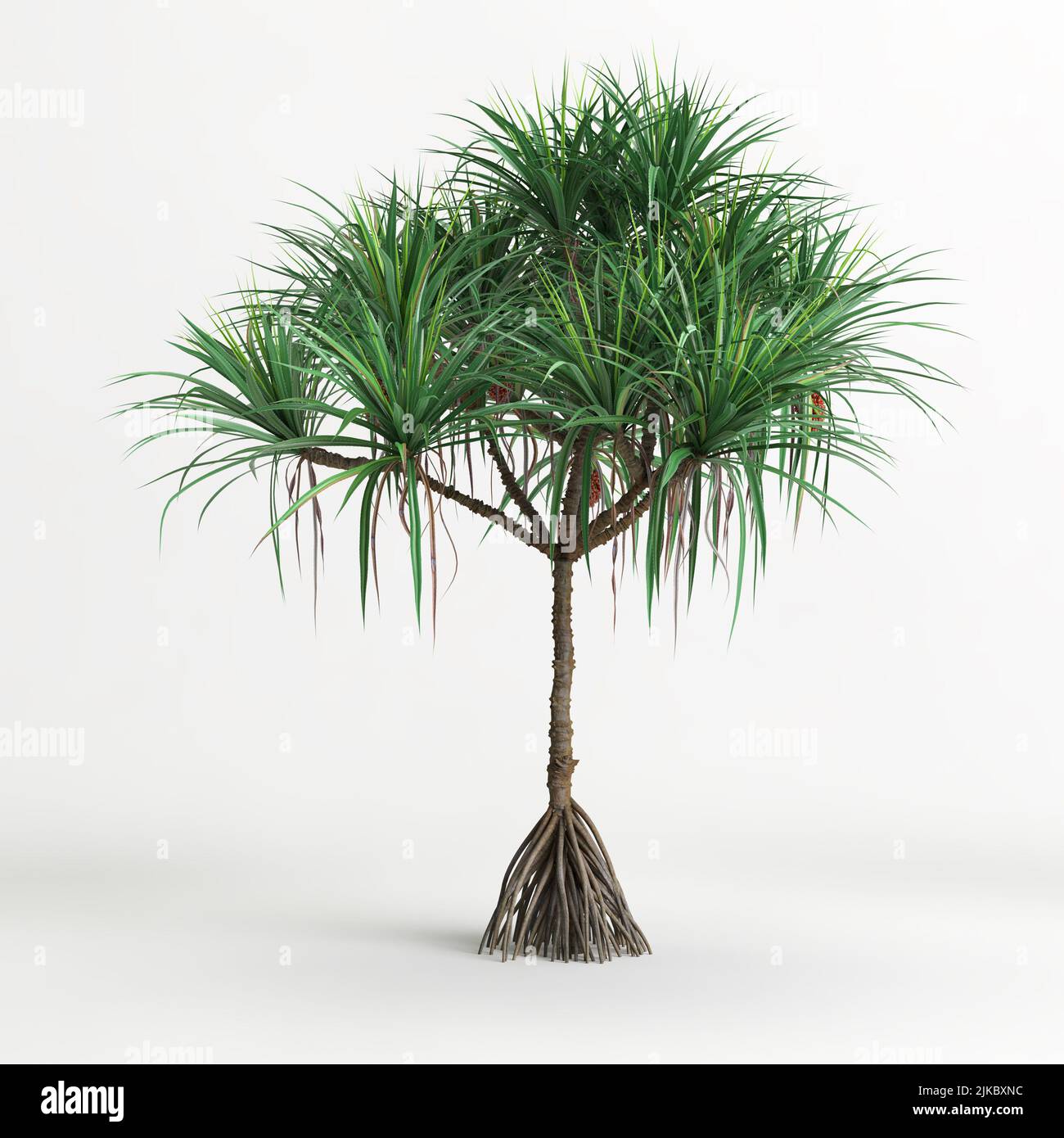 3d illustration of dracaena tree isolated on white background Stock ...
