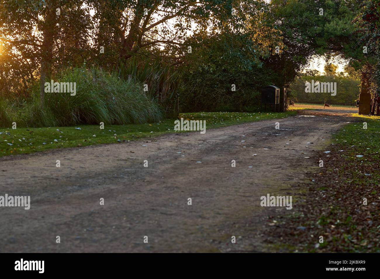 a Wide clear path leading to the natural garden arch of climbing plants ...