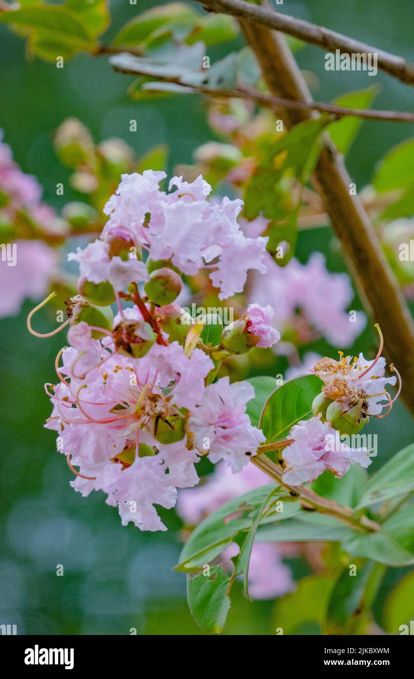 A vertical closeup shot of Crepe-myrtle tree blossoms on a blurred ...