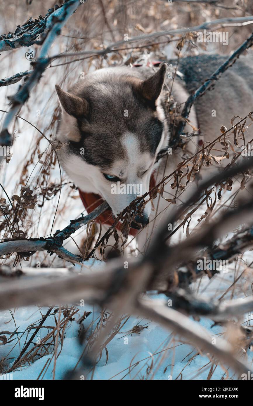 A vertical shot of Siberian Husky behind tree branches in winter Stock ...