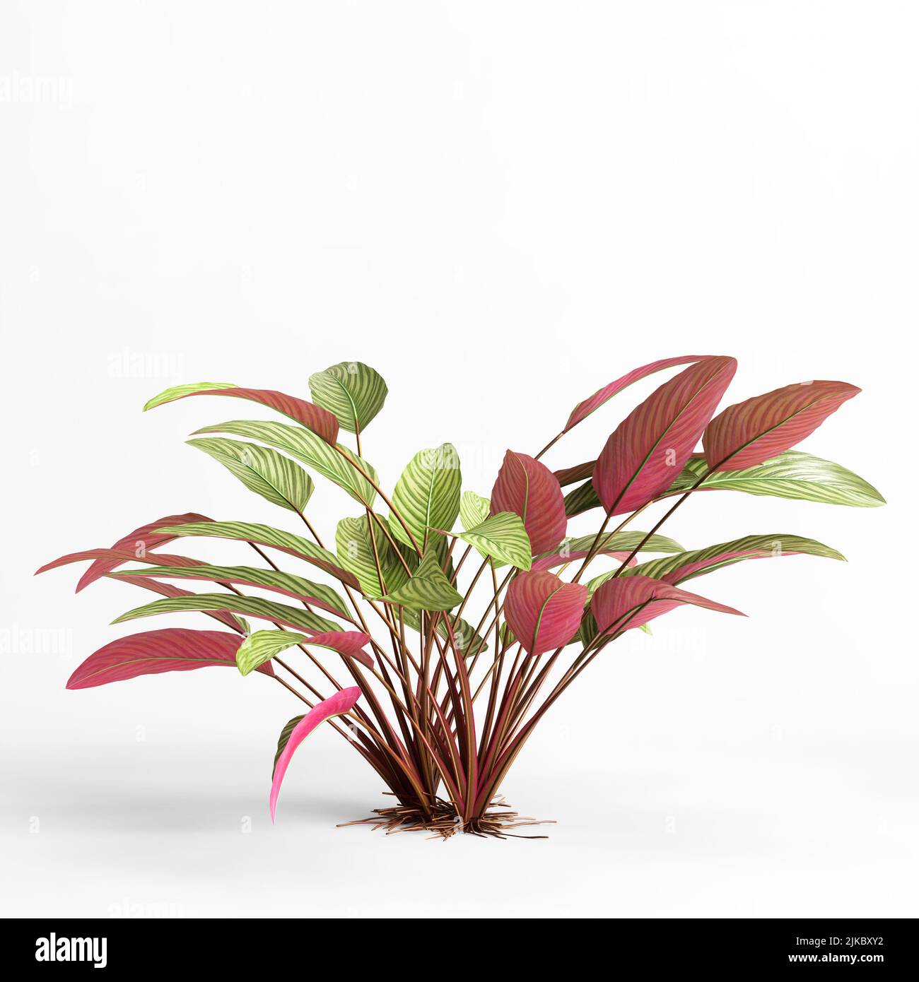 3d illustration of heliconia indica spectabilis isolated on white ...