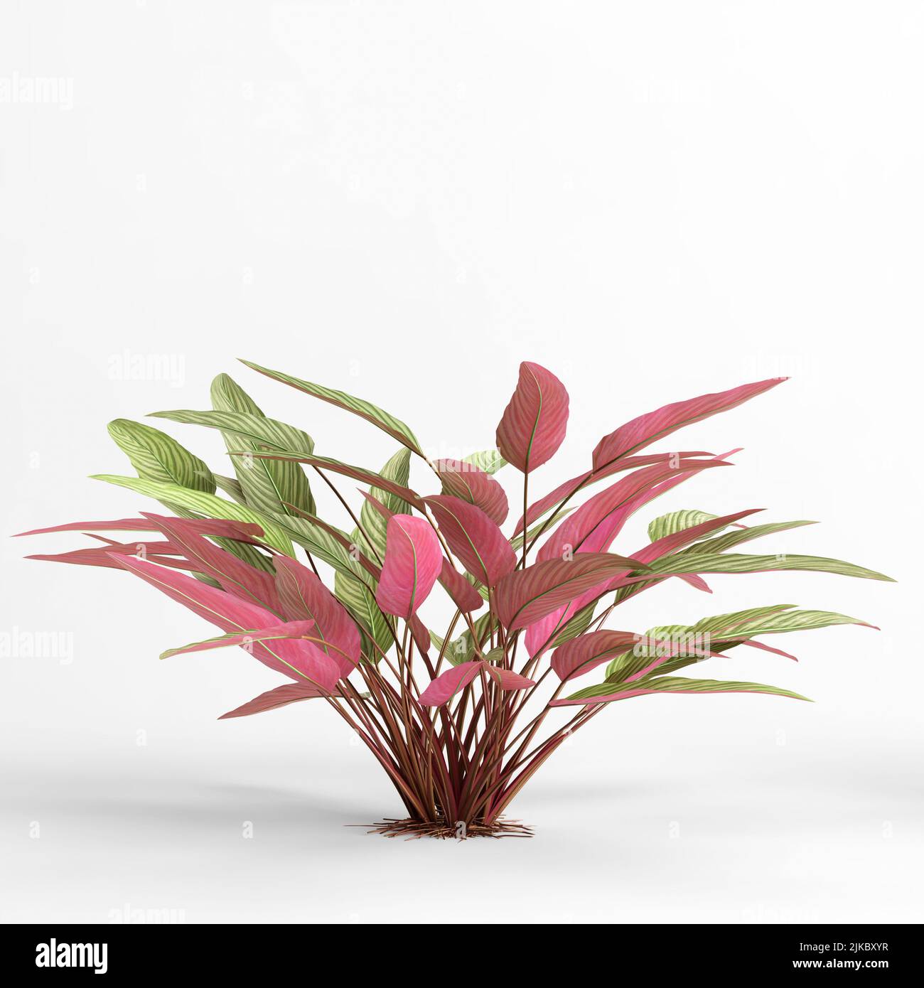 3d illustration of heliconia indica spectabilis isolated on white ...