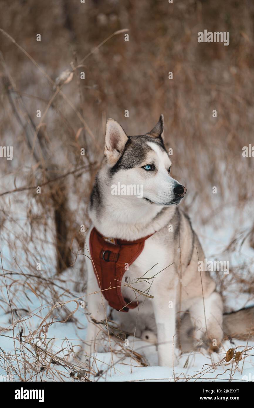 A vertical shot of Siberian Husky looking side in winter Stock Photo ...