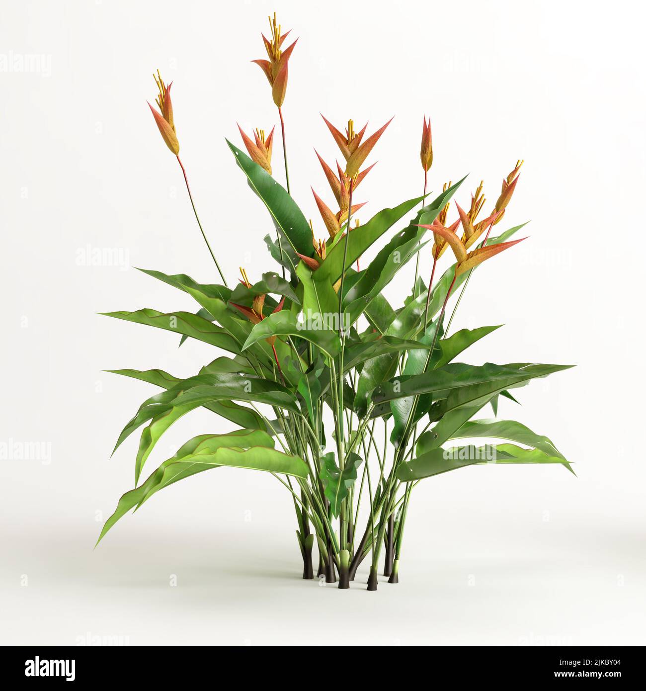 3d illustration of strelitzia tree isolated on white background Stock ...