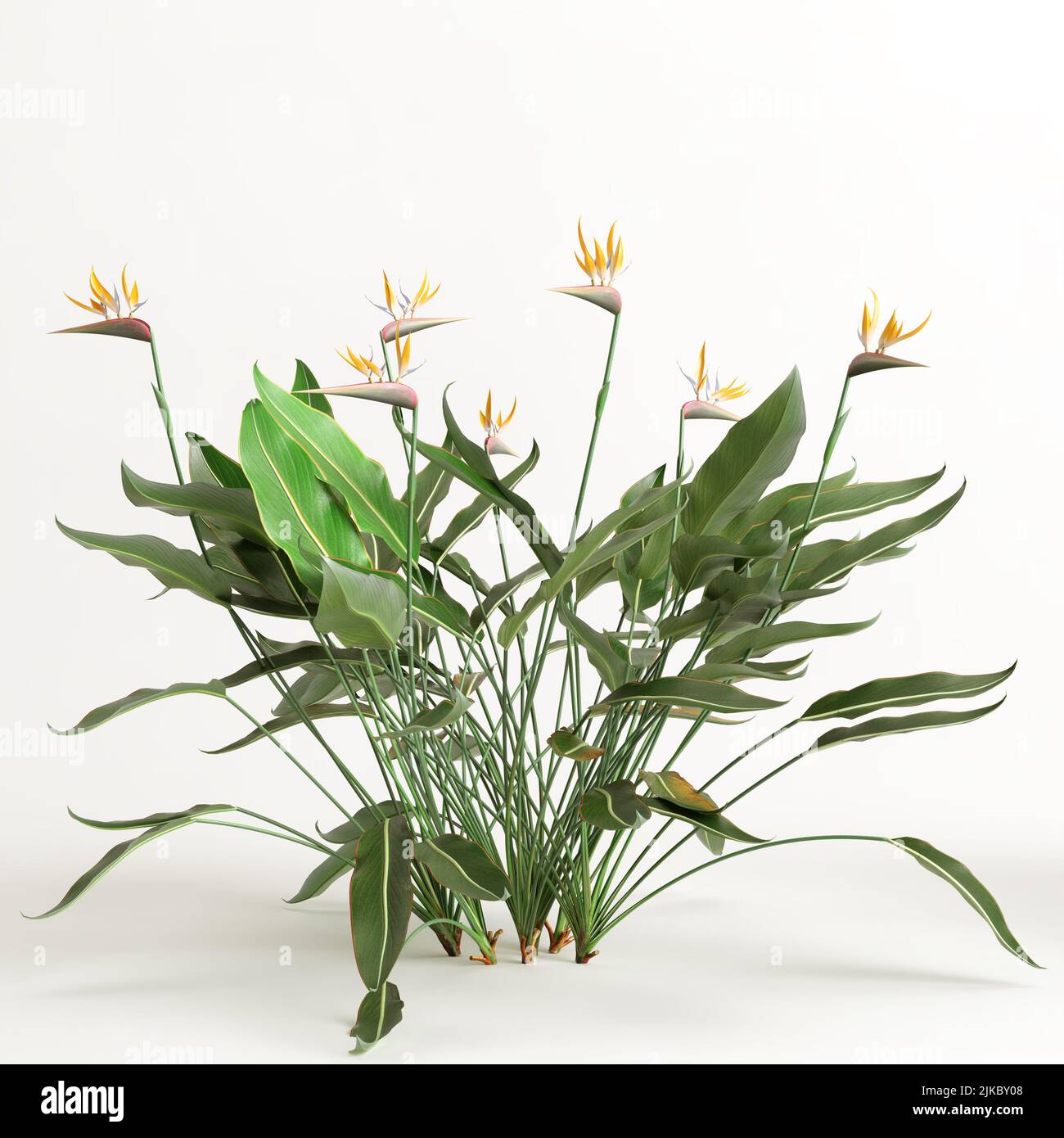3d illustration of strelitzia tree isolated on white background Stock ...