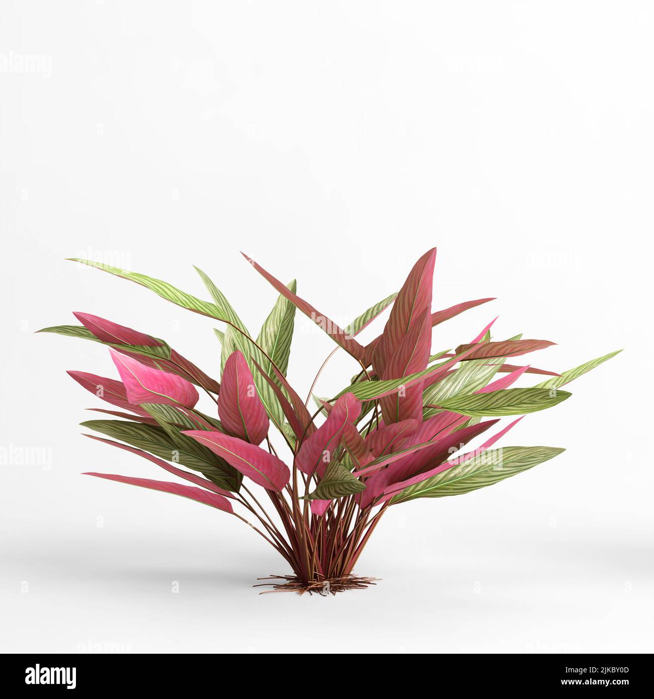 3d illustration of heliconia indica spectabilis isolated on white ...