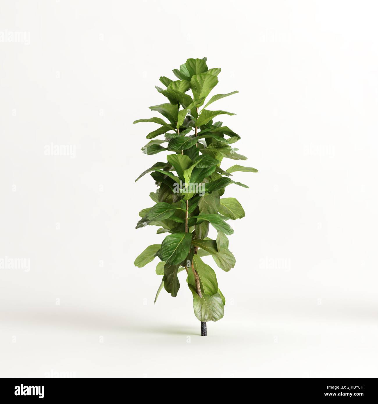 3d illustration of ficus tree isolated on white background Stock Photo ...