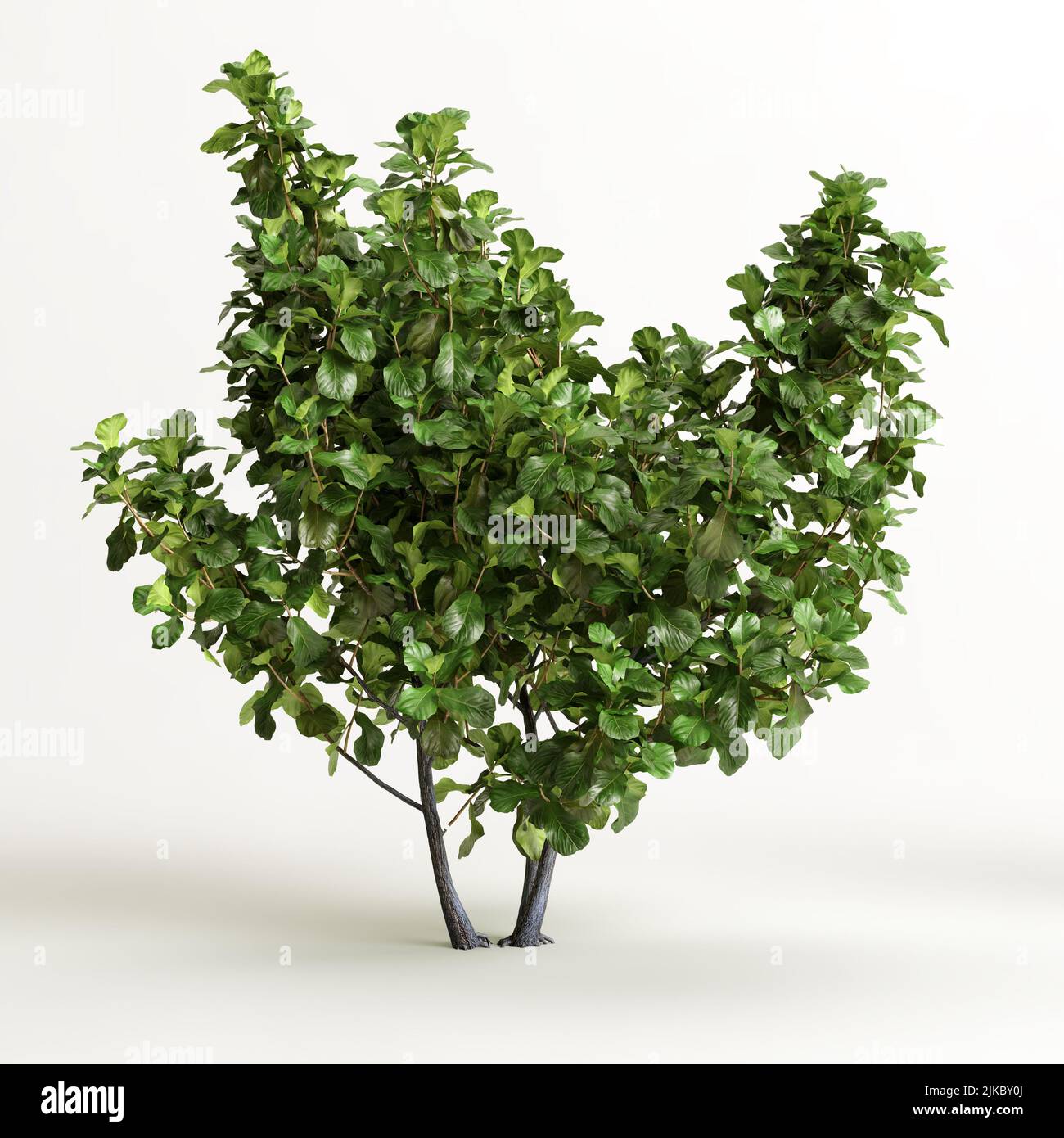 3d illustration of ficus tree isolated on white background Stock Photo ...