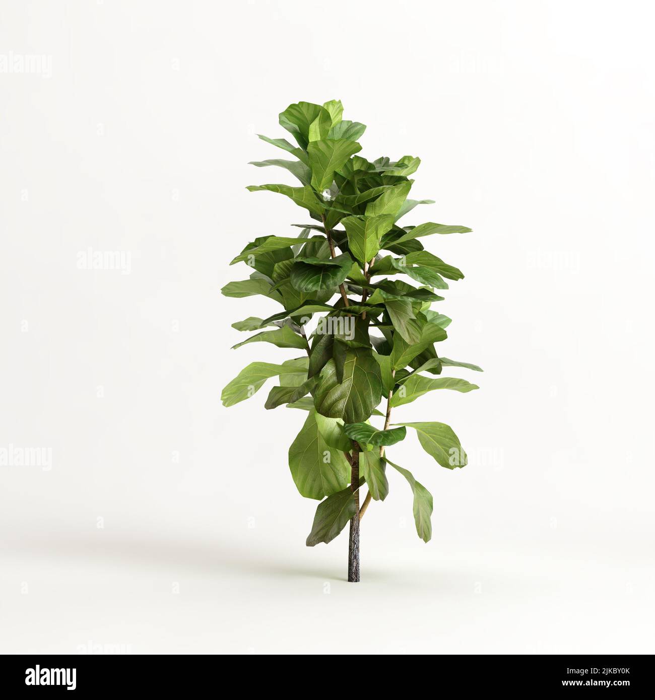 3d illustration of ficus tree isolated on white background Stock Photo ...