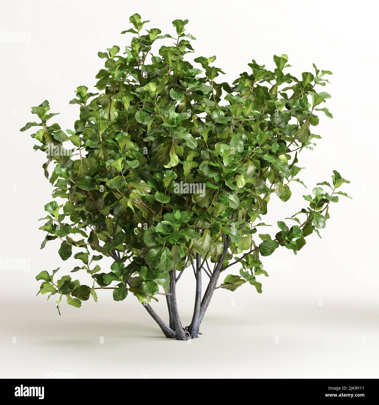3d illustration of ficus tree isolated on white background Stock Photo ...