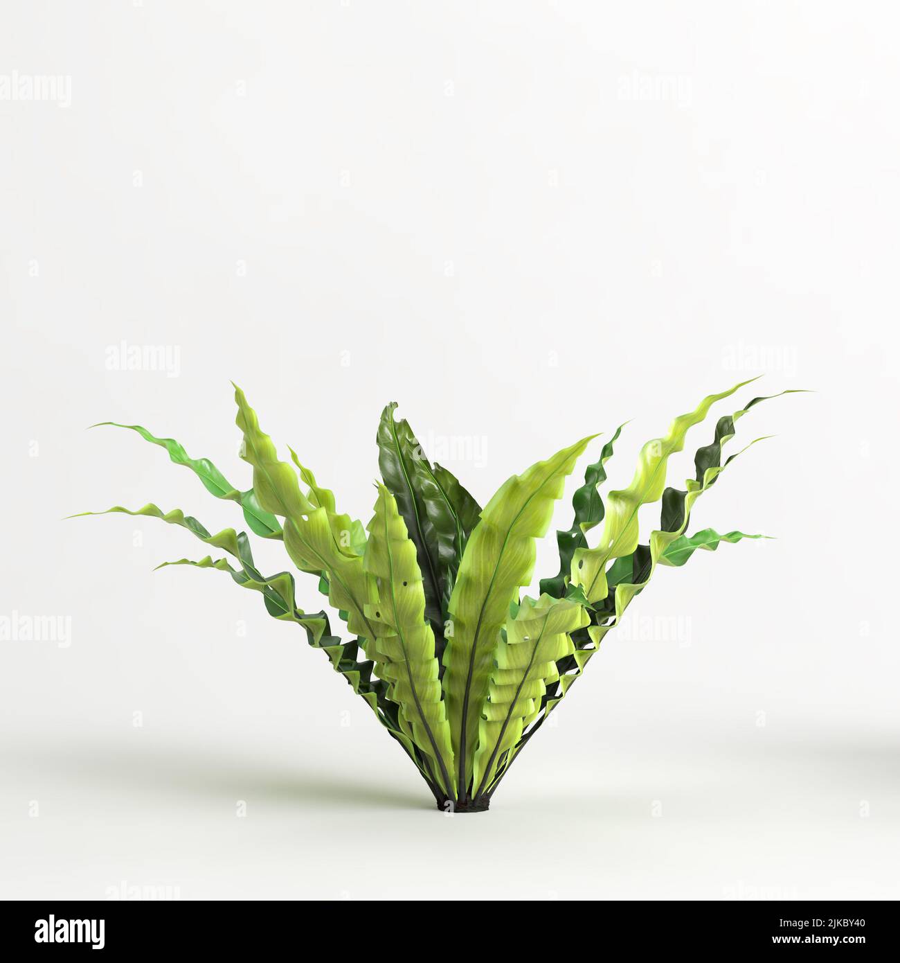 3d illustration of asplenium nidus isolated on white background Stock ...
