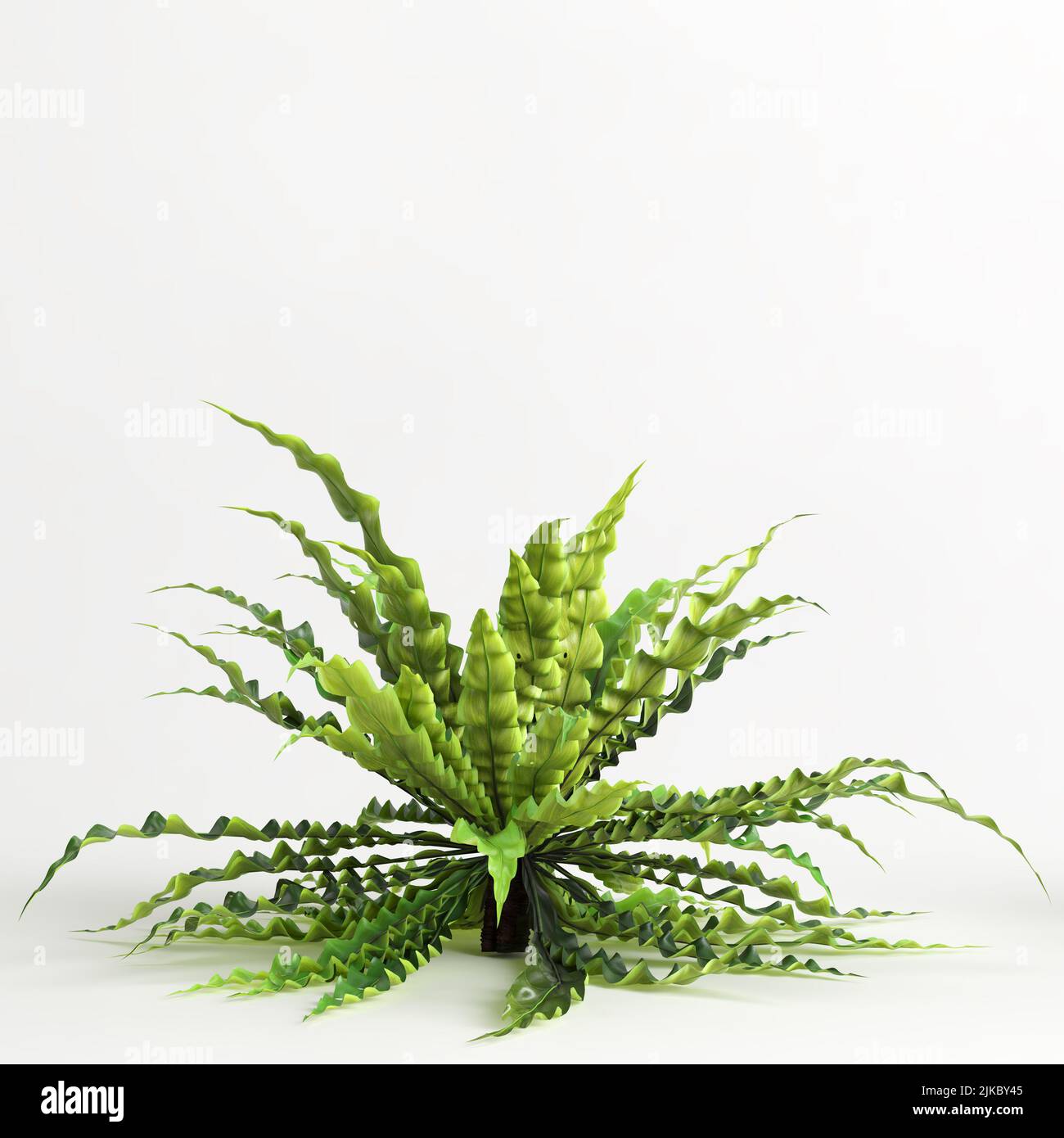 3d illustration of asplenium nidus isolated on white background Stock ...