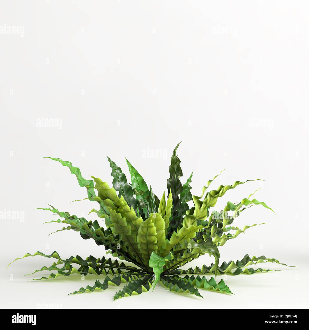 3d illustration of asplenium nidus isolated on white background Stock ...