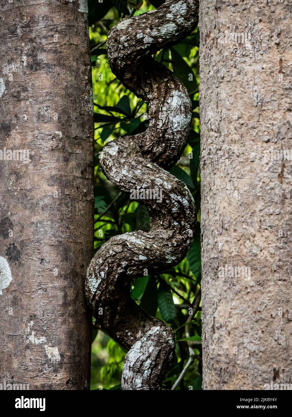 A vertical shot of a woody climbing vine between two tree trunks ...