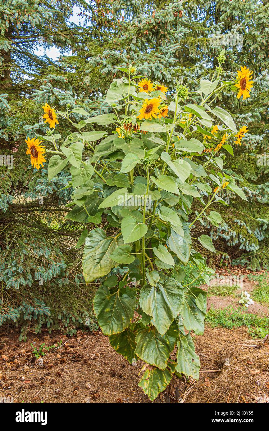 large sunflower plant in a garden. Single plant with multiple flowers ...