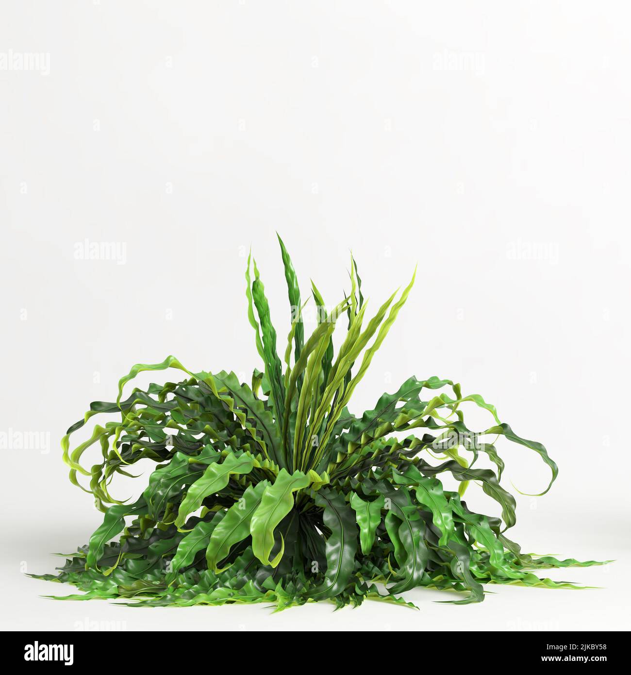 3d illustration of asplenium nidus isolated on white background Stock ...