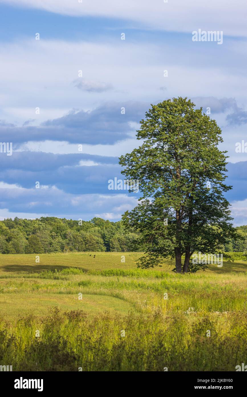 Farmer's field in northern Wisconsin Stock Photo - Alamy