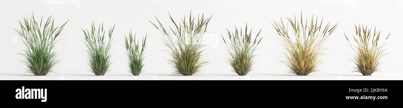 3d illustration of set grass bush isolated on white background Stock ...
