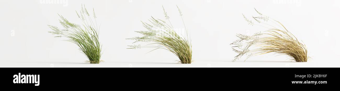 3d illustration of set grass bush isolated on white background Stock ...